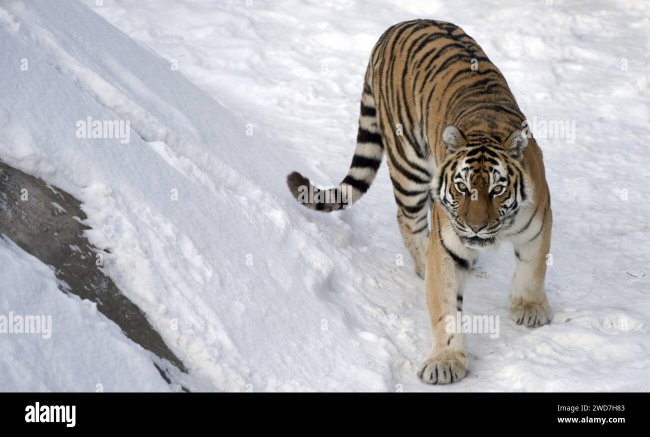 KYIV, UKRAINE - JANUARY 17, 2024 - A Siberian tiger lives at the Kyiv ...