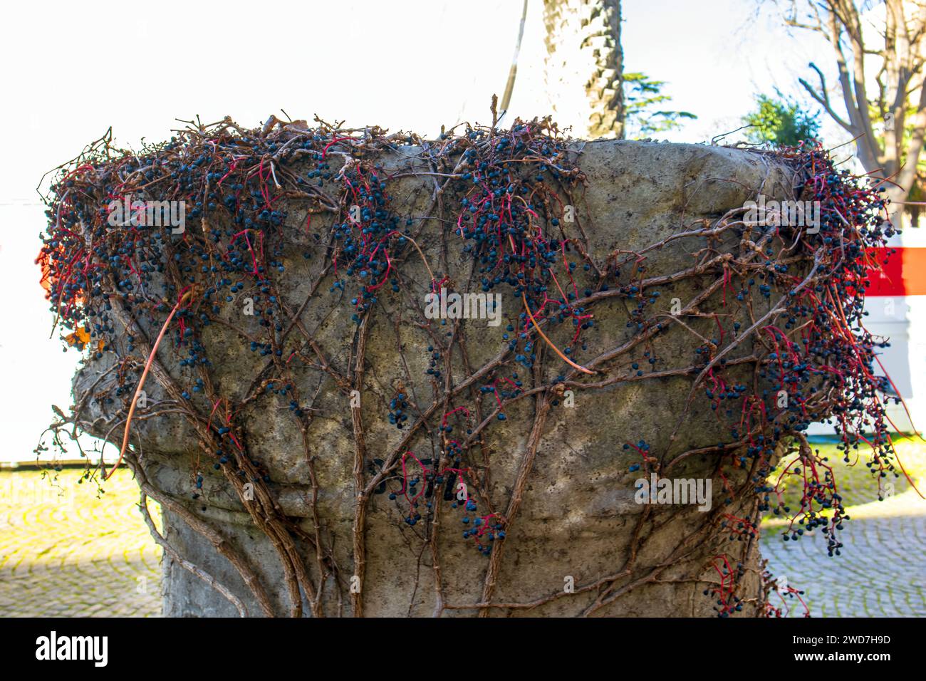 Historical column head covered wild grape vine and Archeology Museum ...