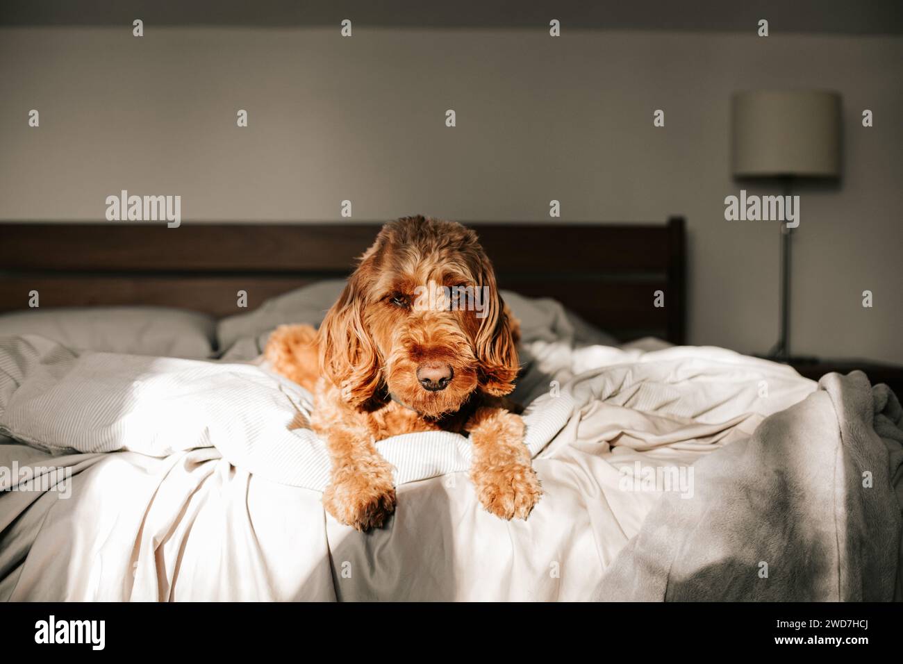 a goldendoodle dog laying in a messy bed at home in the sunlight Stock ...