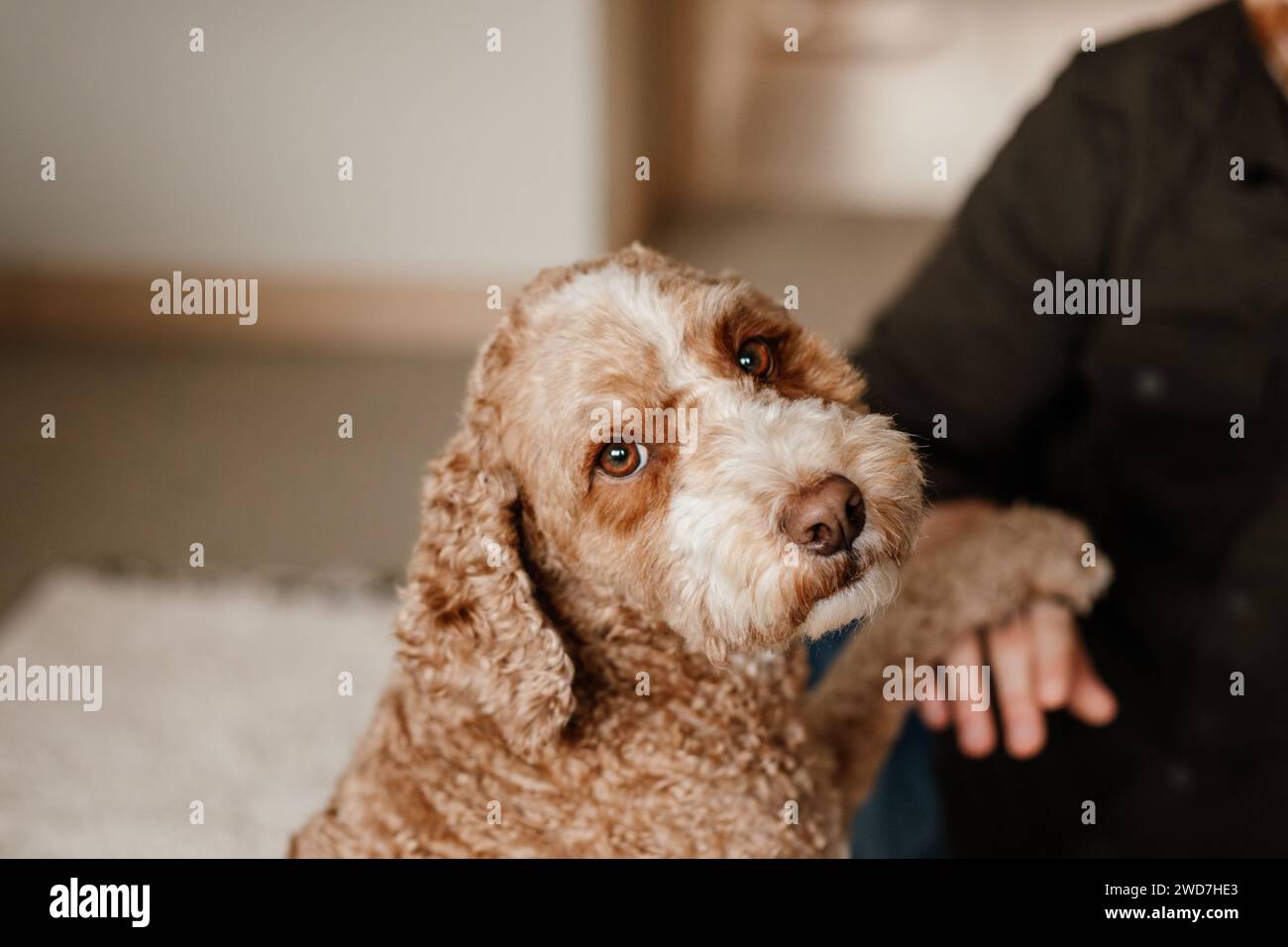 poodle puppy looking at the camera shaking a paw Stock Photo - Alamy