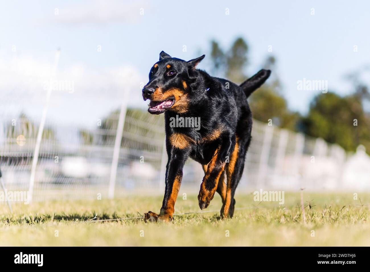 happy excited black and tan Beauceron dog running dog sports Stock ...