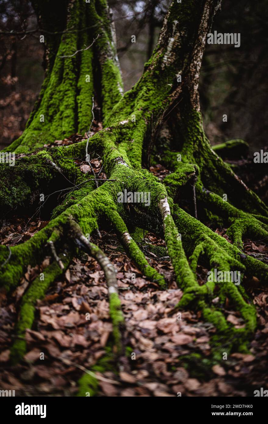 Green moss grows on tree roots in the forest, Sweden Stock Photo - Alamy