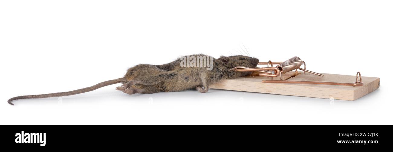 Dead brown common house mouse in wooden trap. Isolated on a white ...