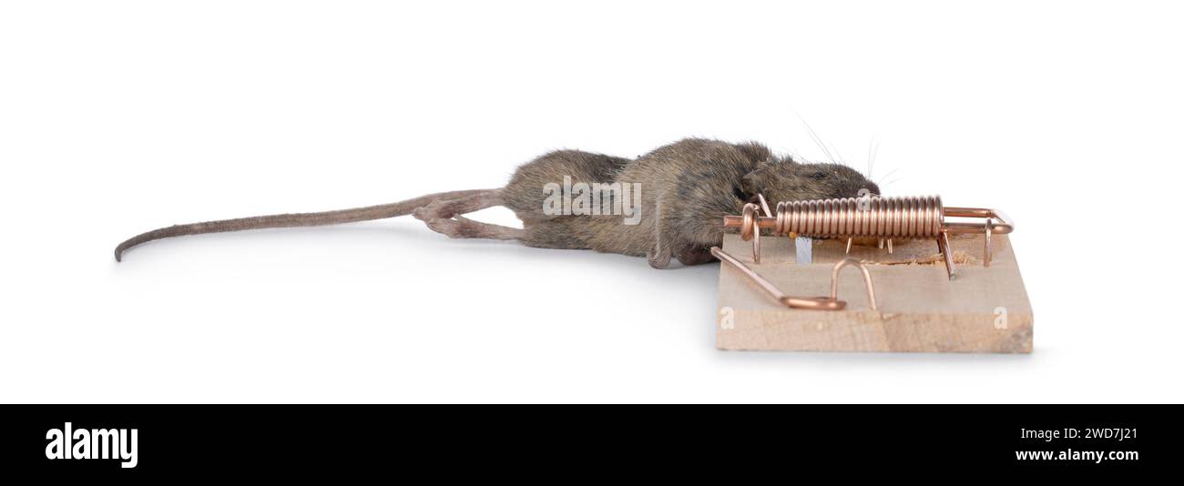 Dead brown common house mouse in wooden trap. Isolated on a white ...