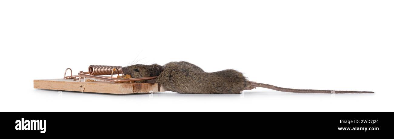 Dead brown common house mouse in wooden trap. Isolated on a white ...