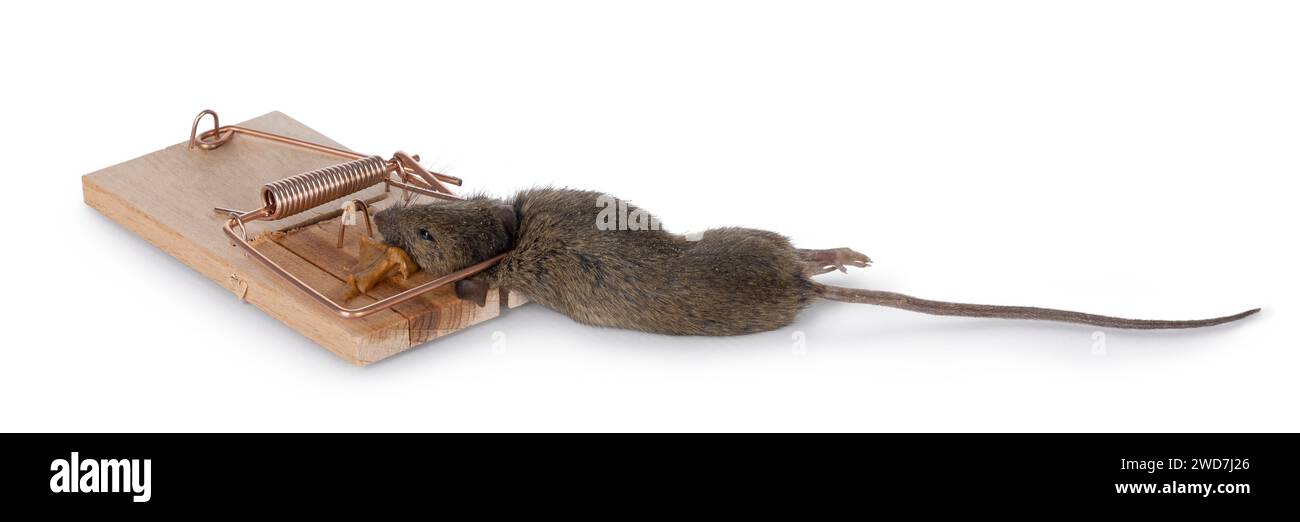 Dead brown common house mouse in wooden trap. Isolated on a white ...