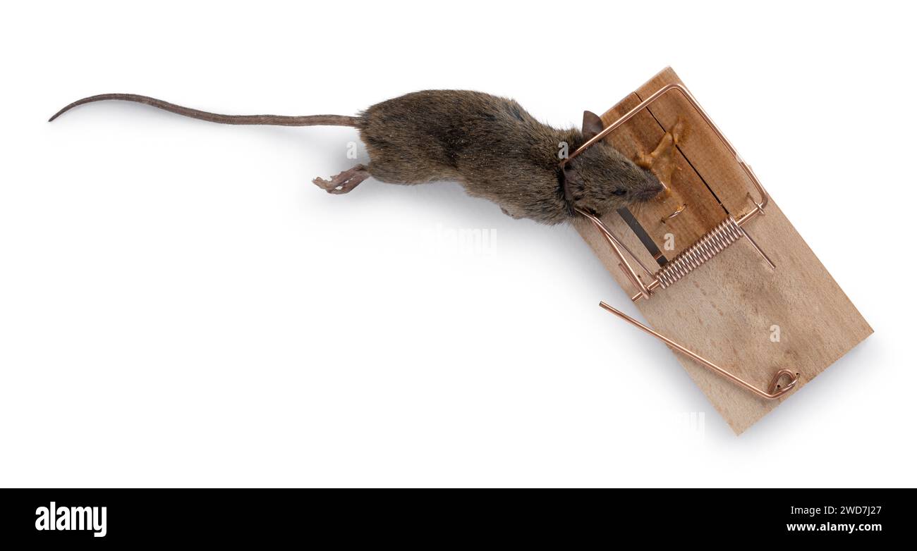 Dead brown common house mouse in wooden trap. Isolated on a white ...