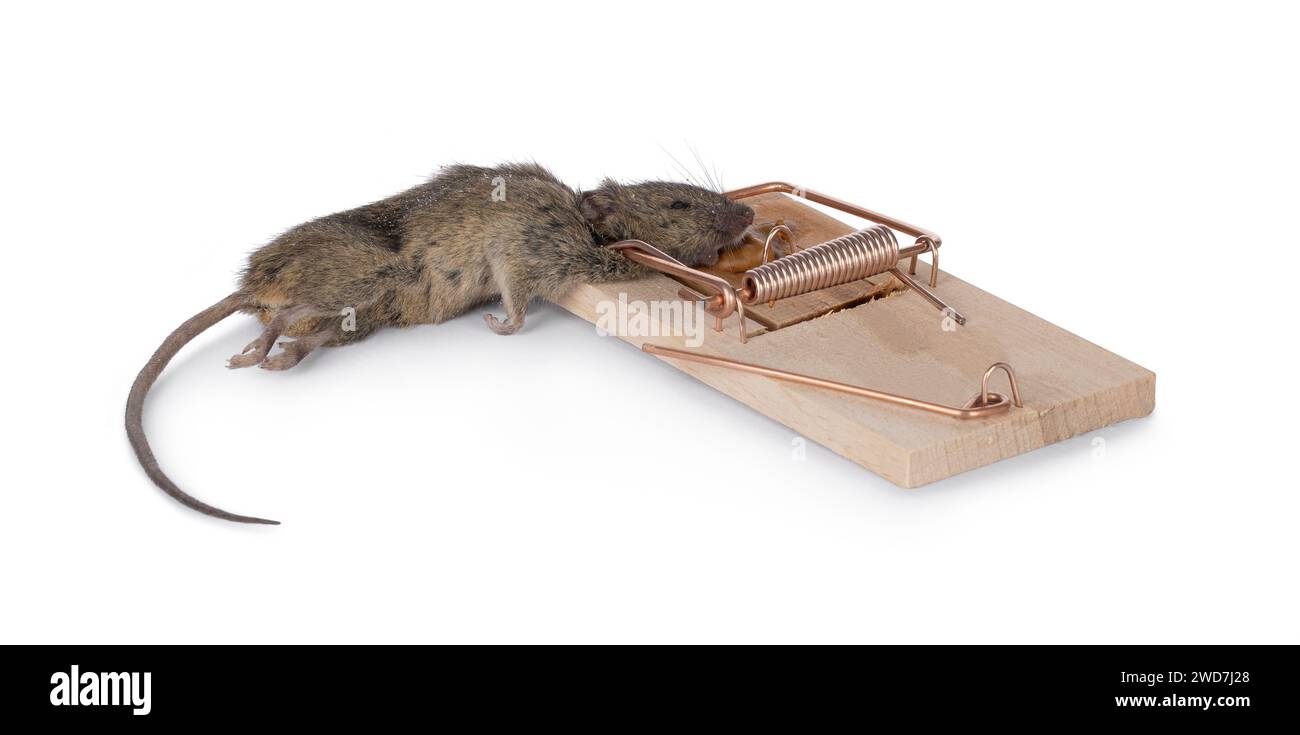 Dead brown common house mouse in wooden trap. Isolated on a white ...