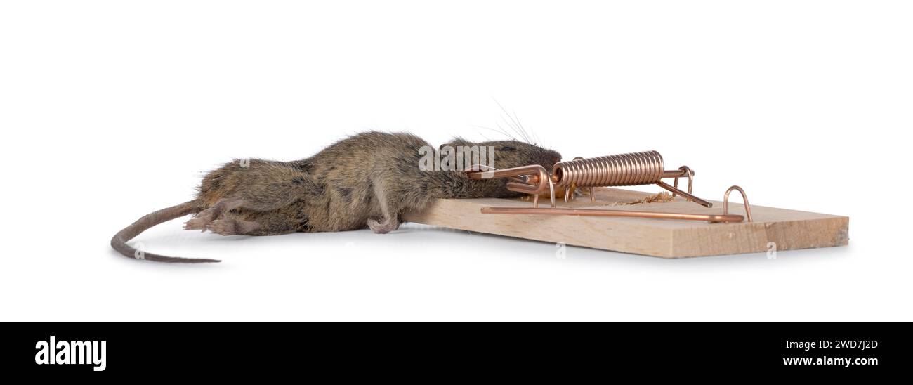 Dead brown common house mouse in wooden trap. Isolated on a white ...
