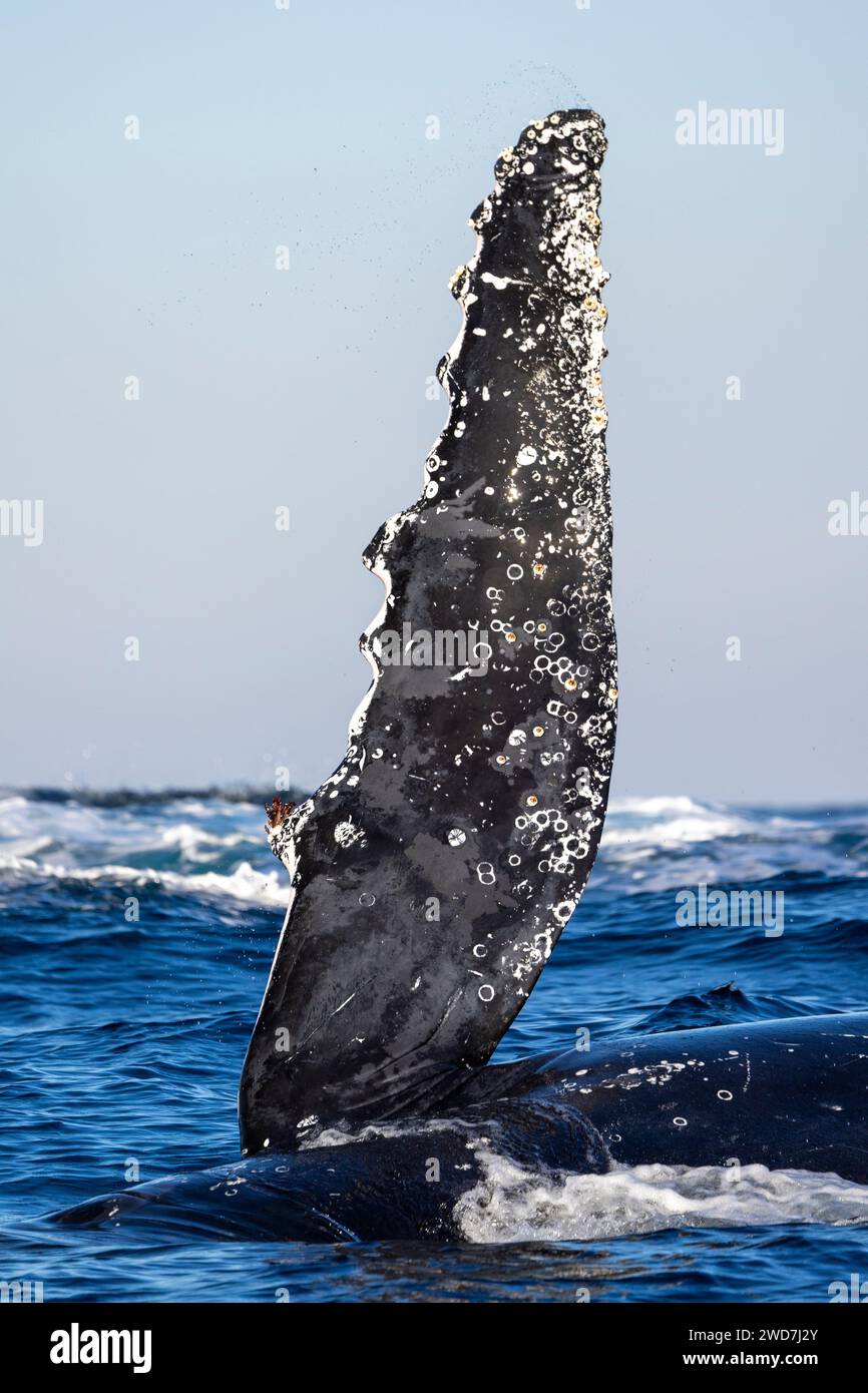 Pectoral fin hi-res stock photography and images - Alamy