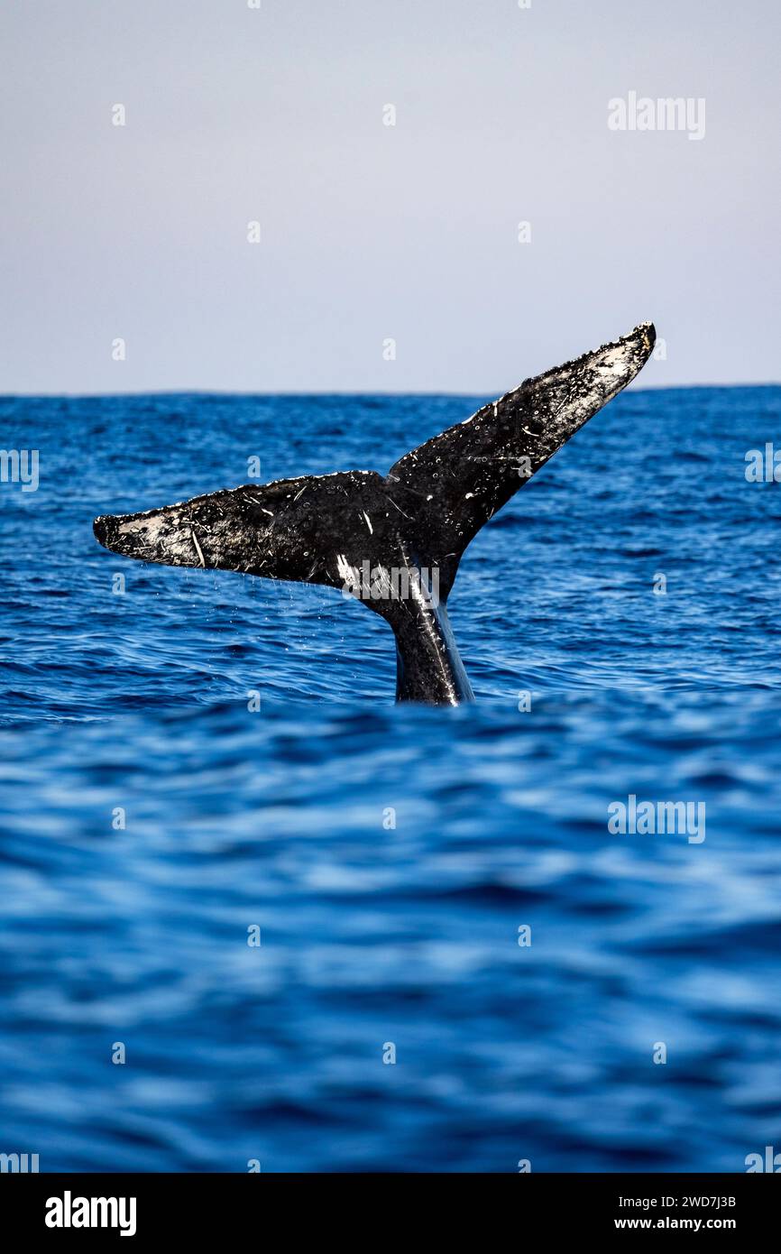 a whale tail when diving Stock Photo - Alamy
