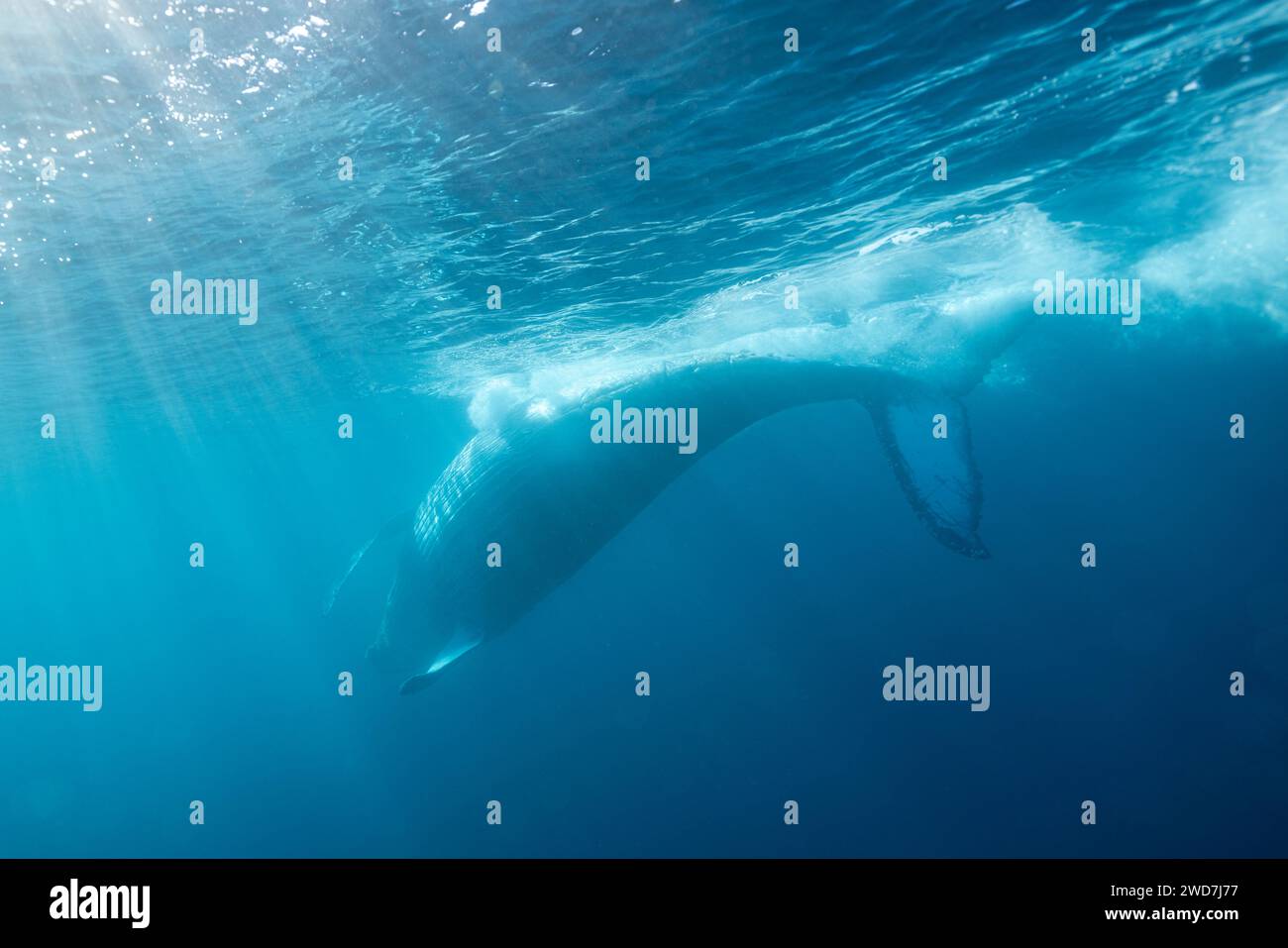 A humpback whale swims peacefully underwater Stock Photo - Alamy