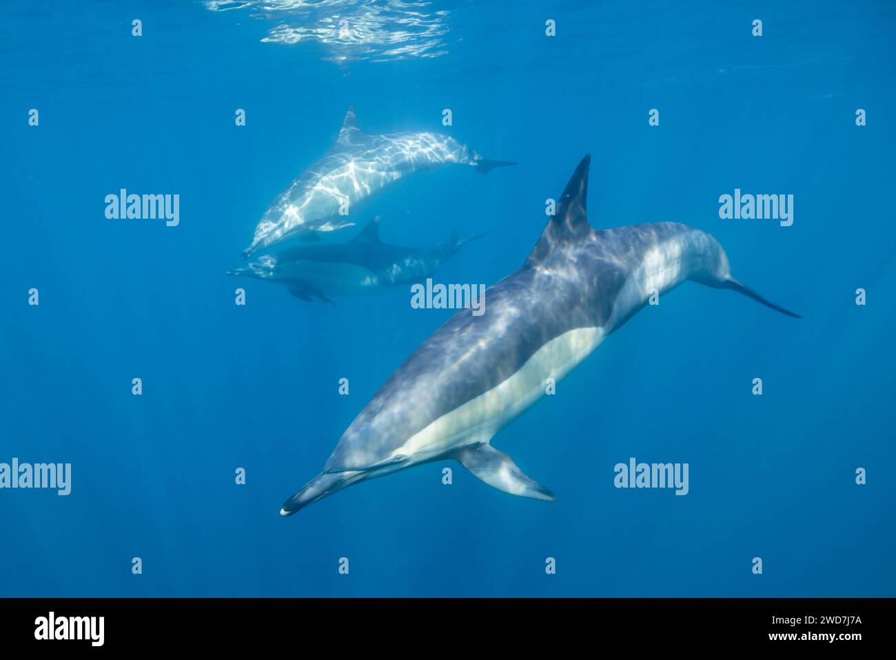 Three common dolphins swim beneath the water's surface Stock Photo - Alamy