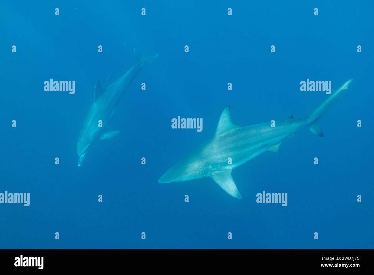 Meeting between a bottlenose dolphin and a shark Stock Photo - Alamy