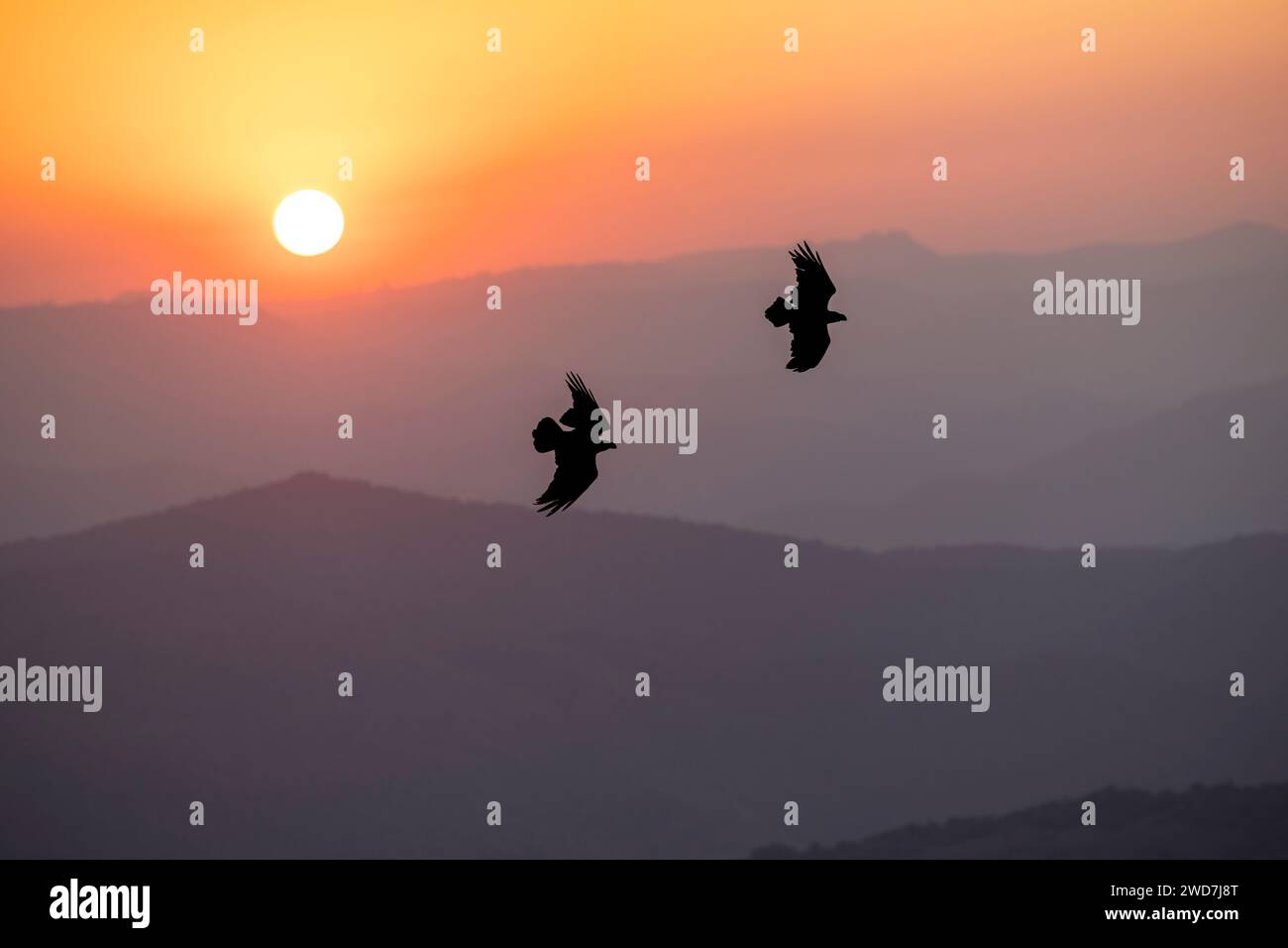 Two crows fly at sunset Stock Photo - Alamy