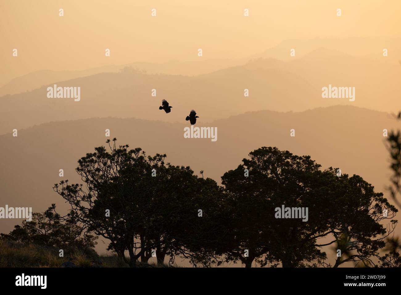 Two crows fly at sunset Stock Photo - Alamy