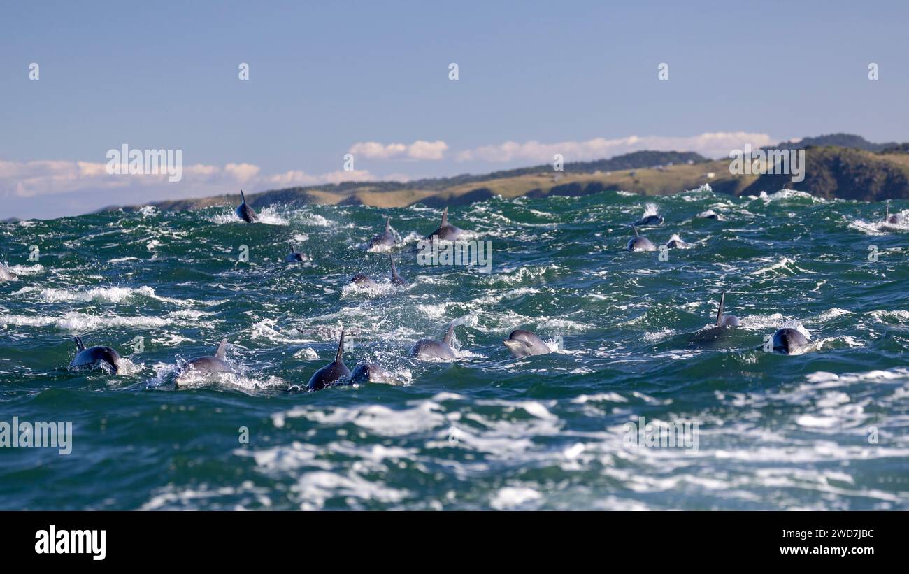 A large group of dolphins swims at the surface during the sardine run ...
