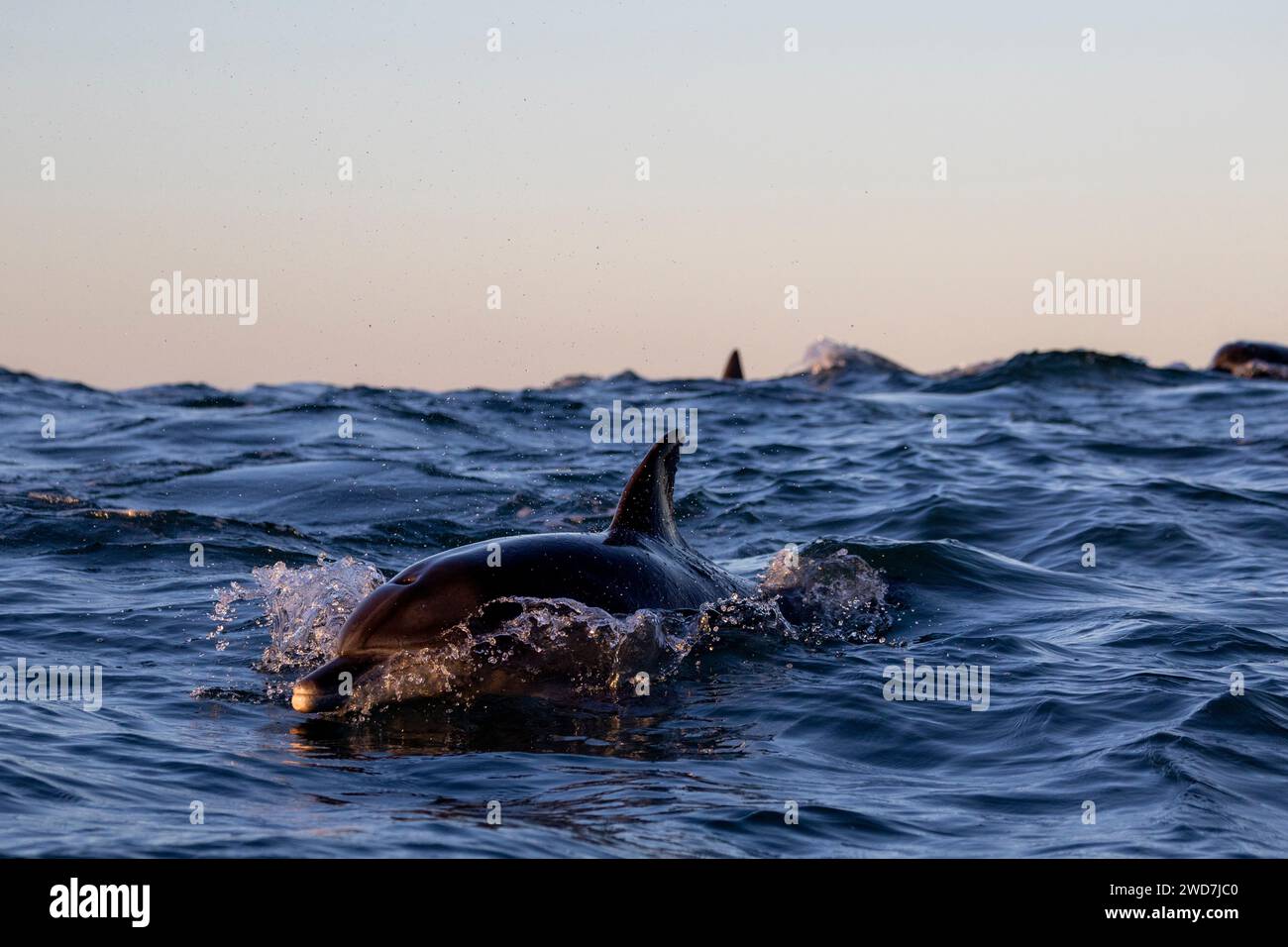 A dolphin swims at the surface during the sardine run Stock Photo - Alamy