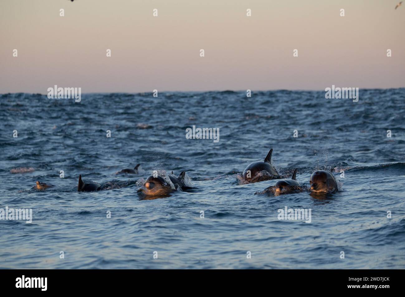 A group of dolphins swims at the surface during the sardine run Stock ...