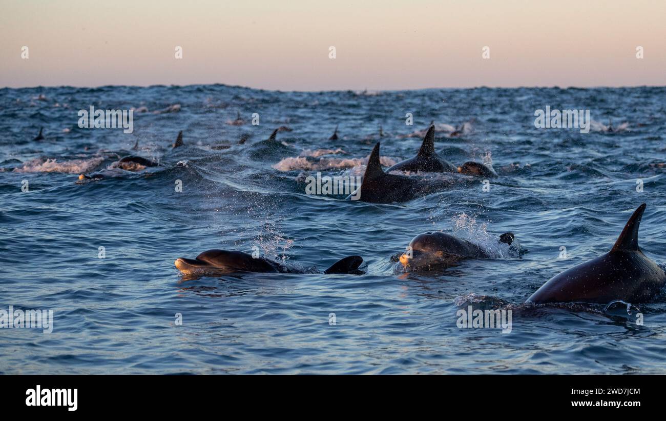 A group of dolphins swims at the surface during the sardine run Stock ...