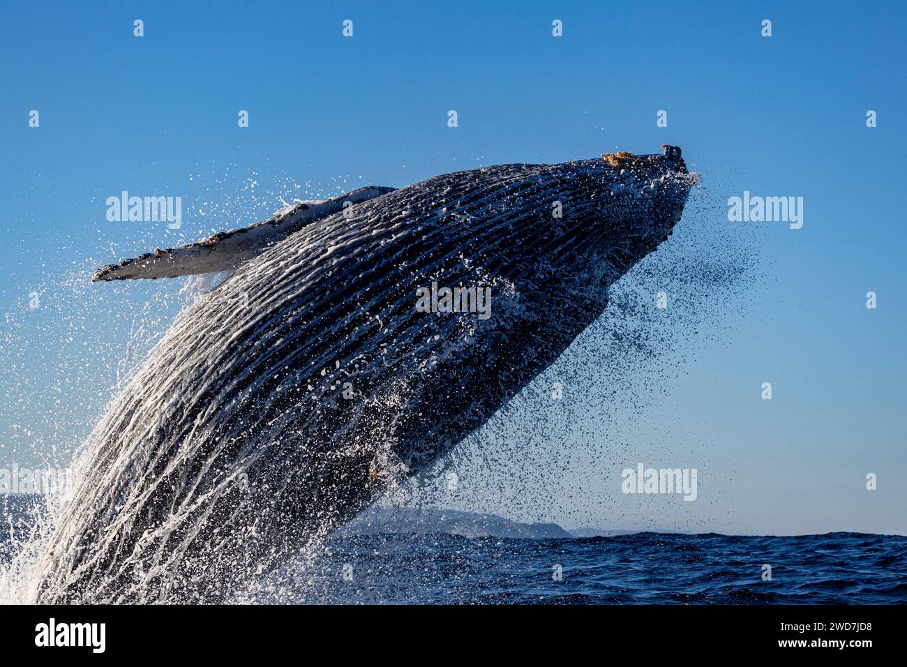 A humpback whale jumps out of the water Stock Photo - Alamy