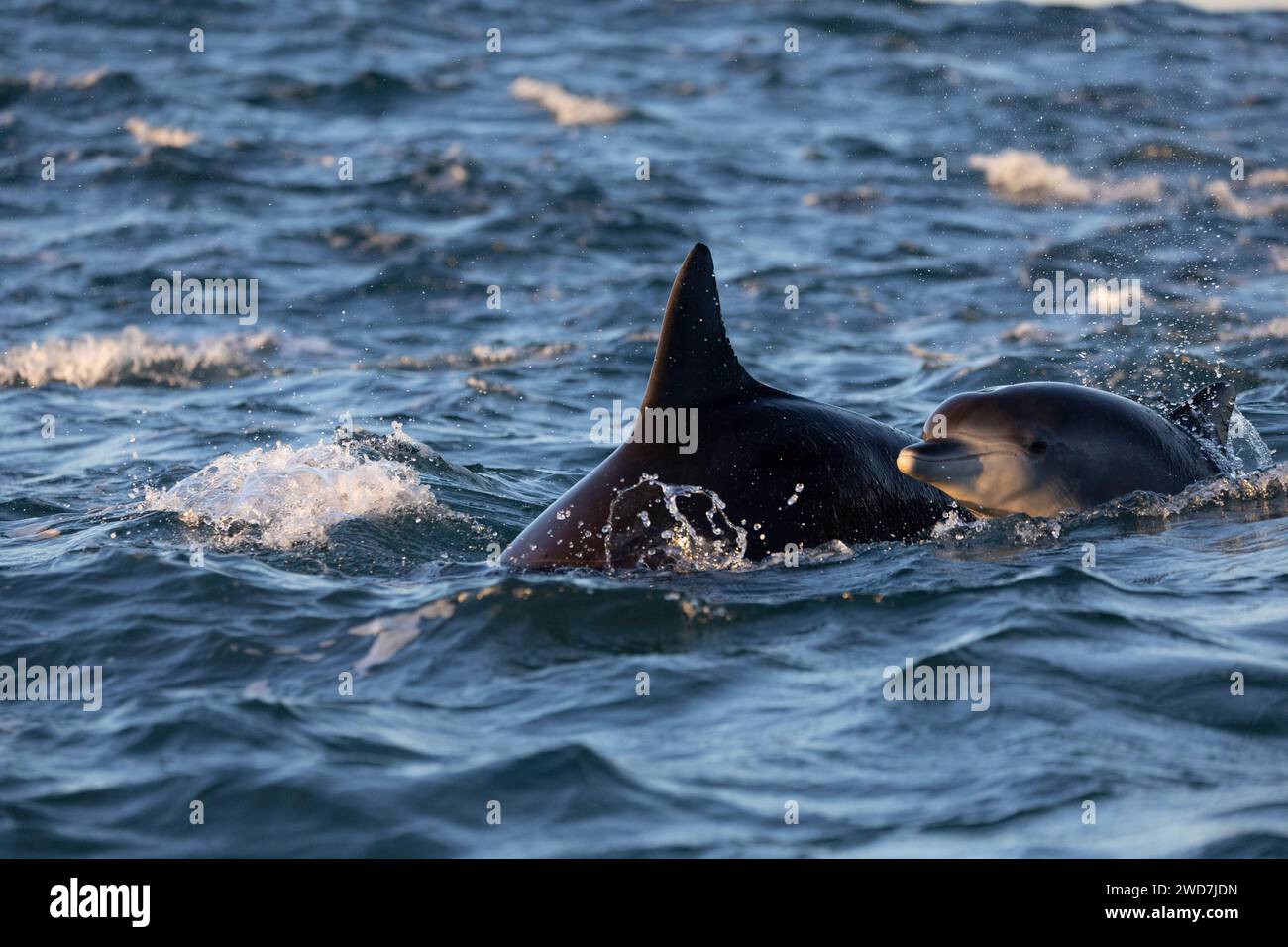 A group of dolphins swims at the surface during the sardine run Stock ...