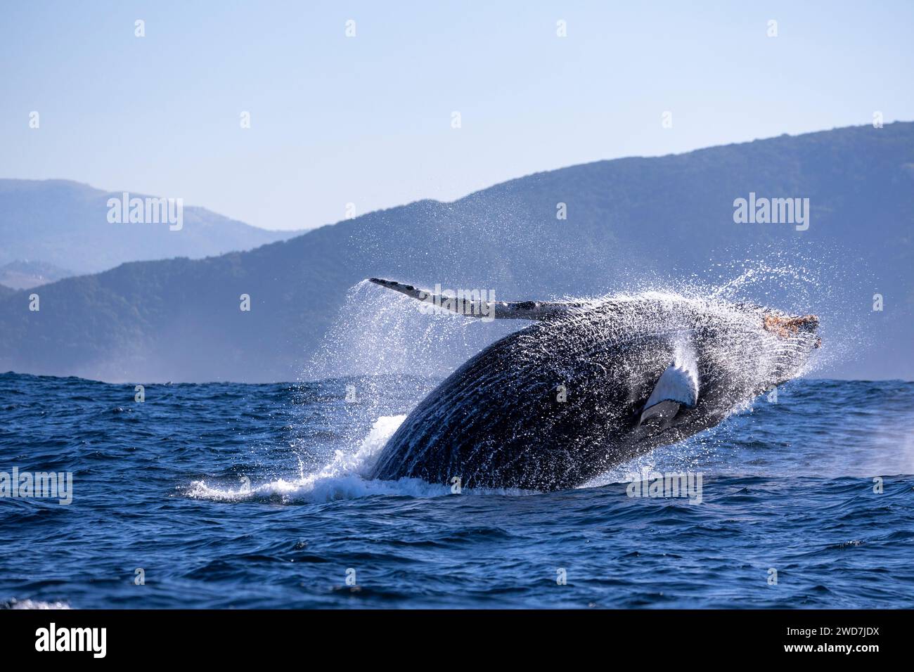 A humpback whale jumps out of the water Stock Photo - Alamy