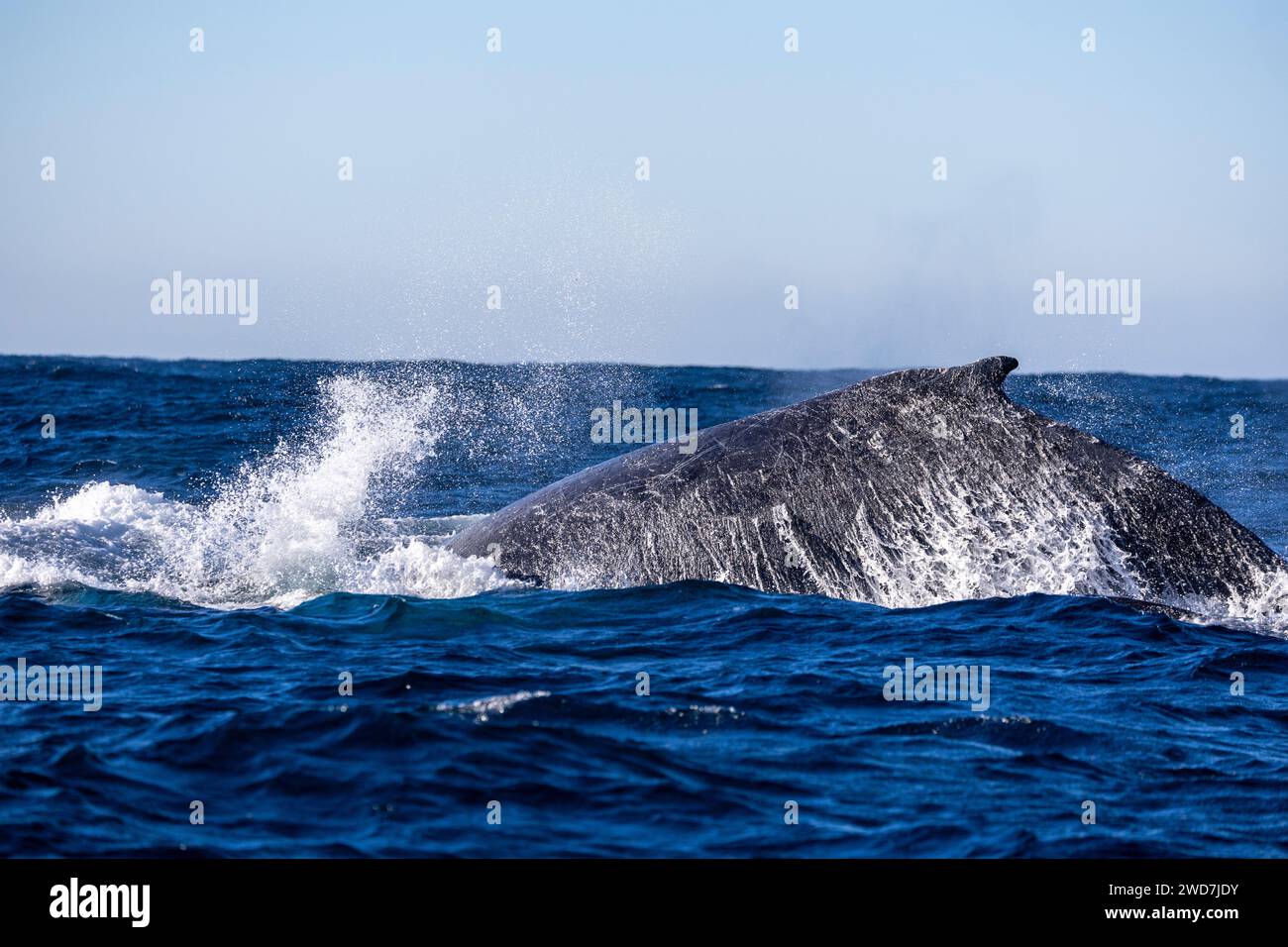 A humpback whale dives, showing its back Stock Photo - Alamy