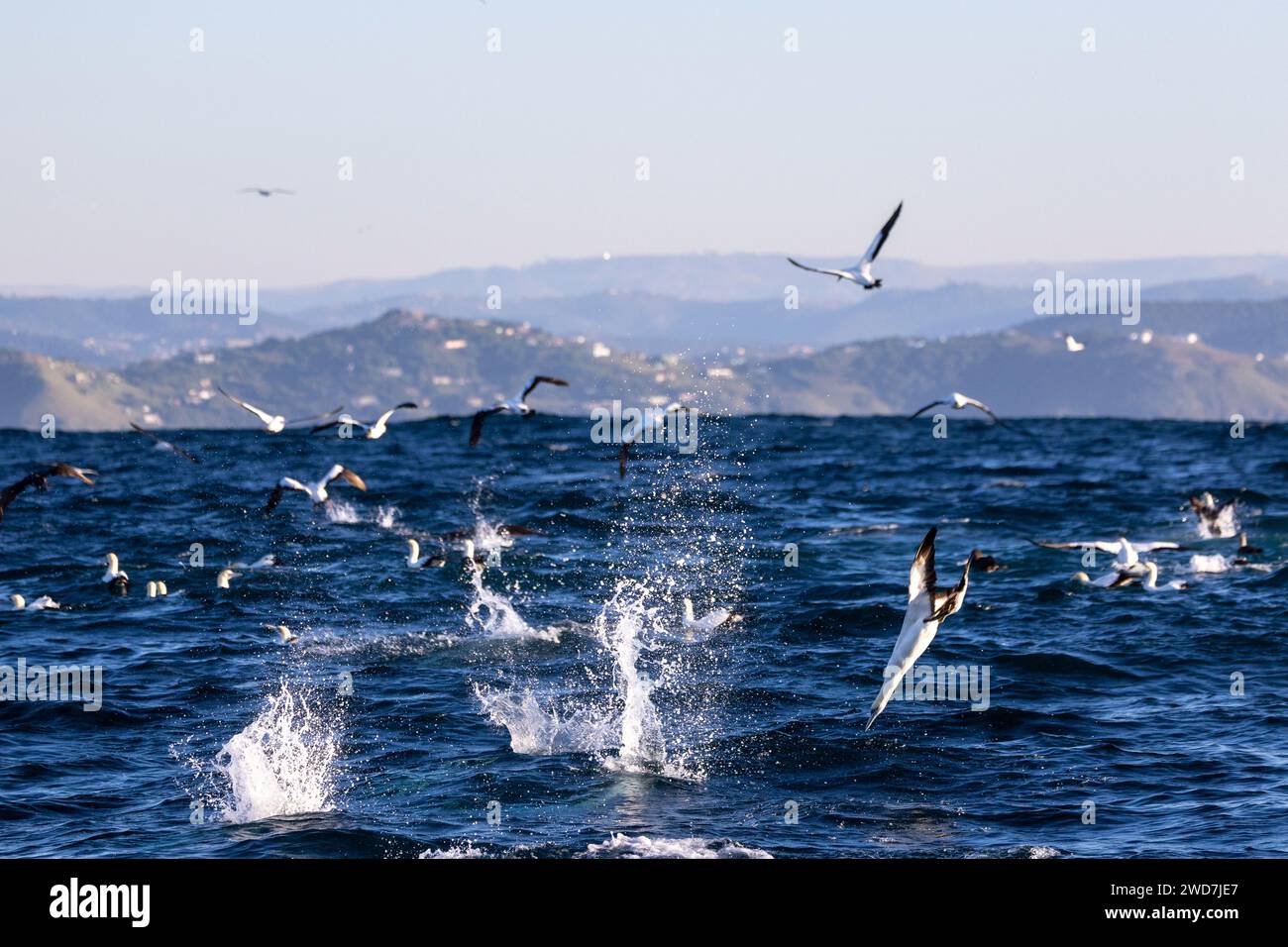 A group of Northern Gannets dive into the ocean to fish Stock Photo - Alamy