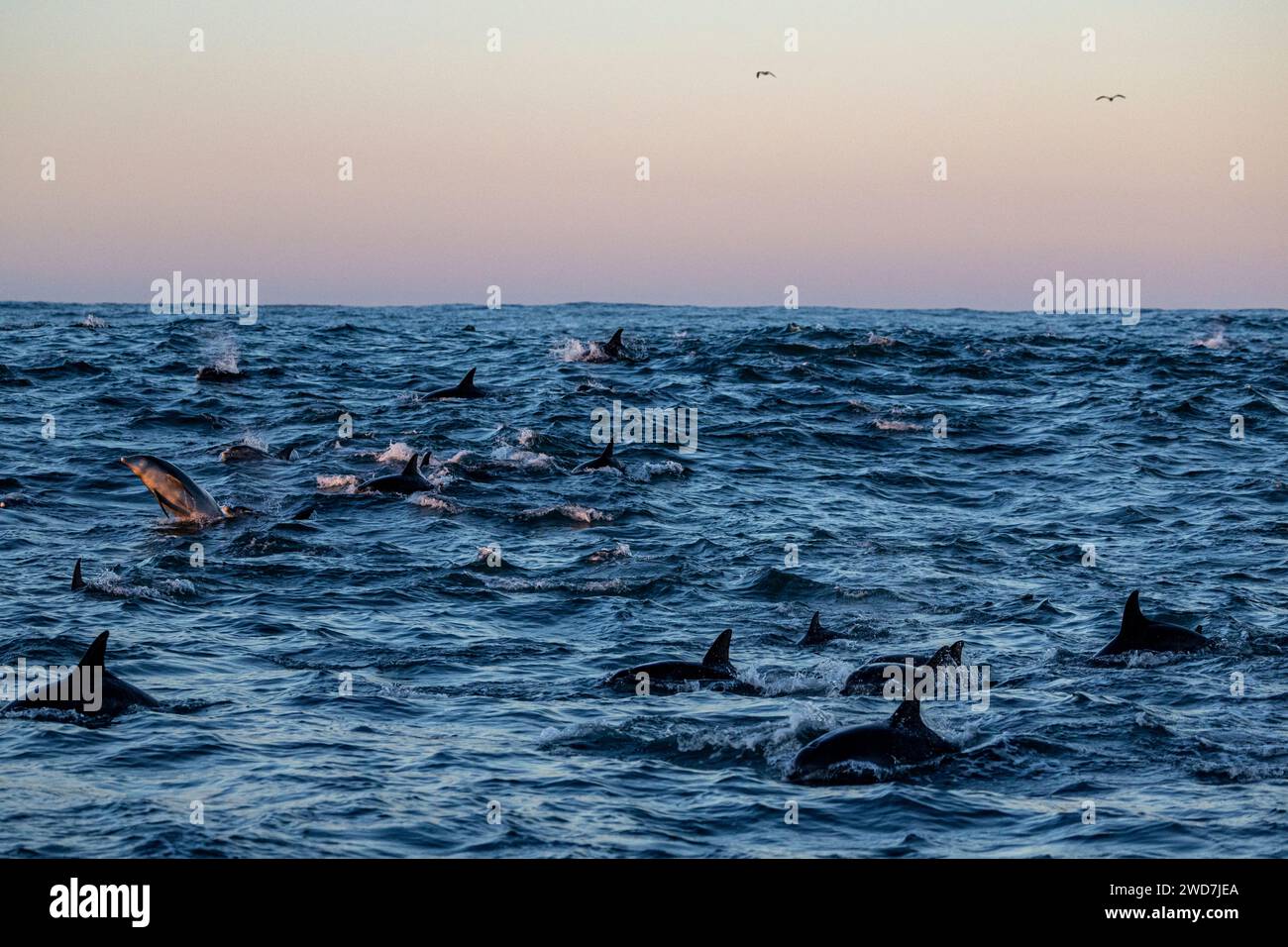 A group of dolphins swims at the surface during the sardine run Stock ...