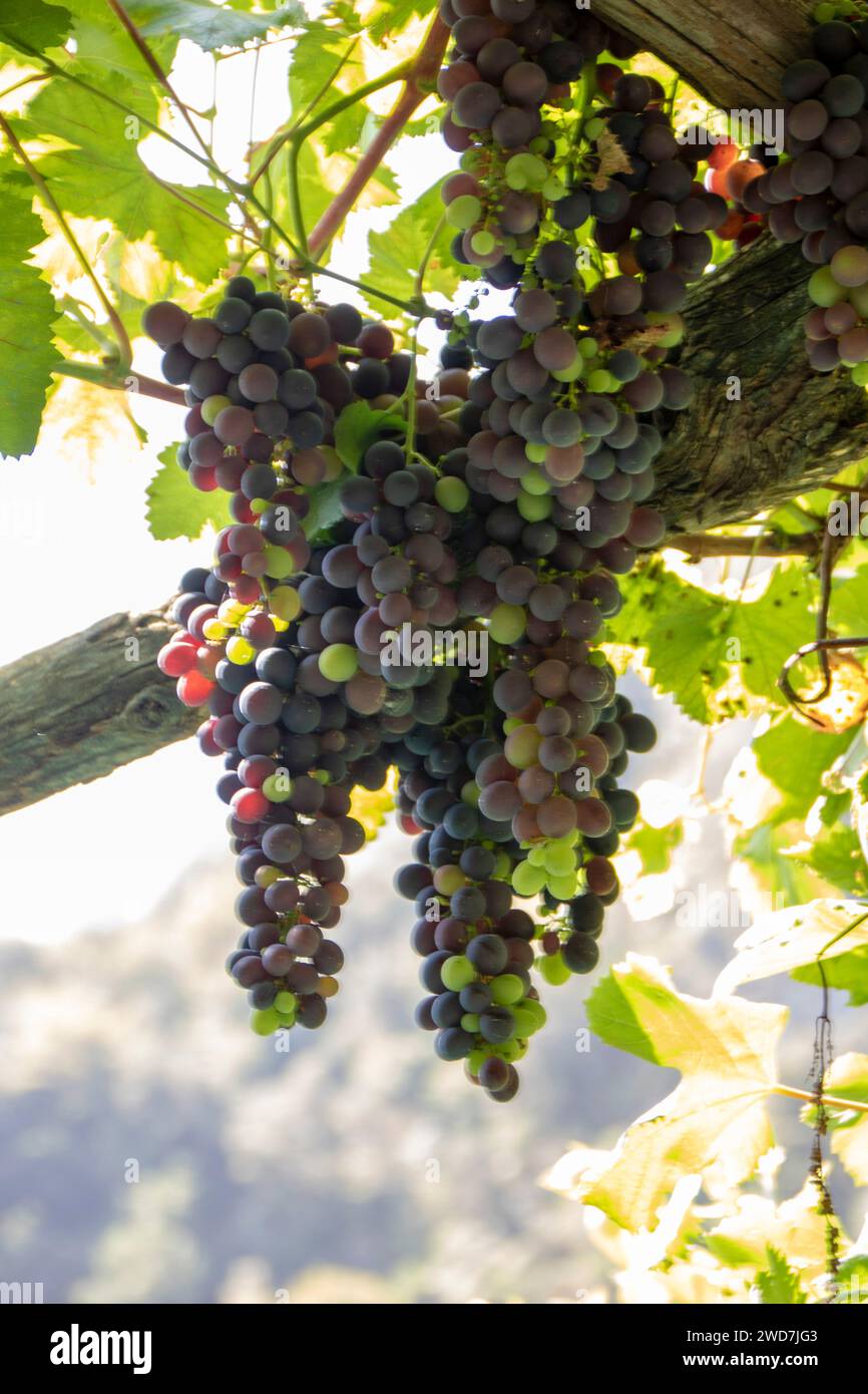 Grape in the Amalfi coast in campania Stock Photo - Alamy