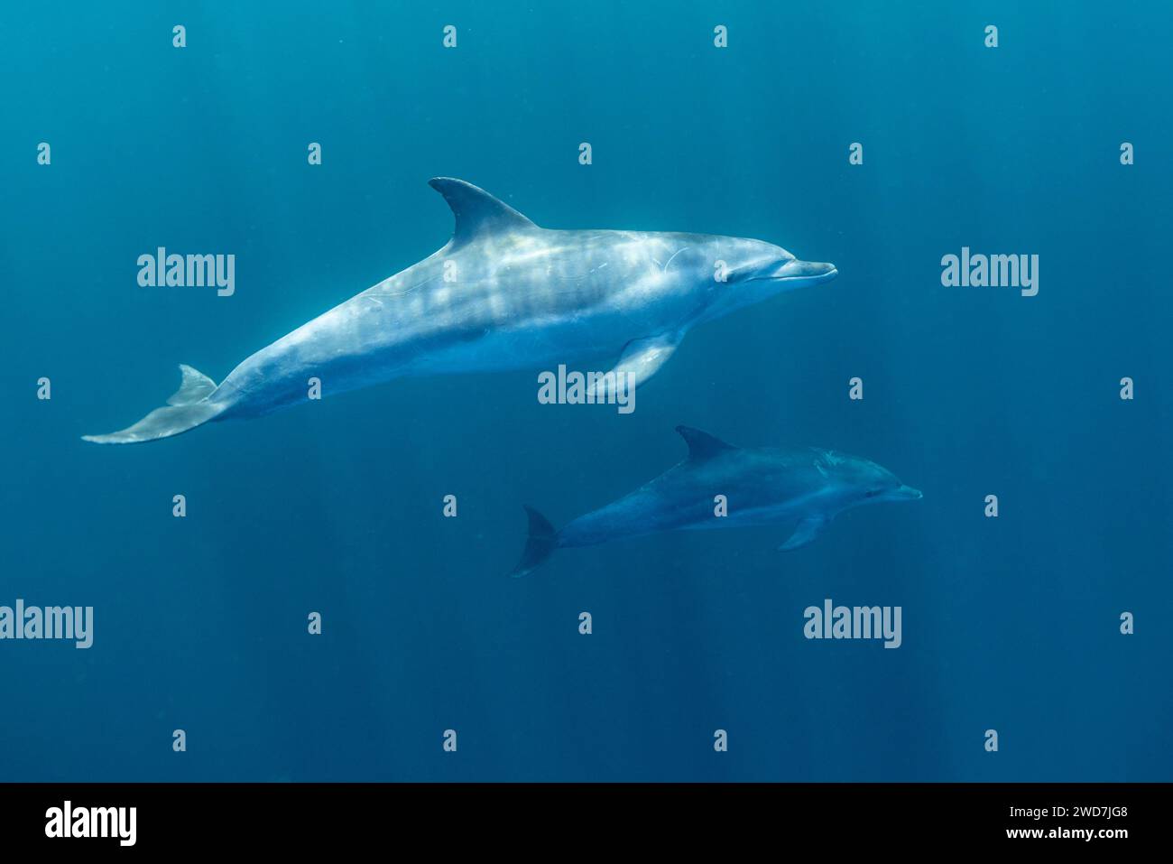 Dolphin calf fish hi-res stock photography and images - Alamy