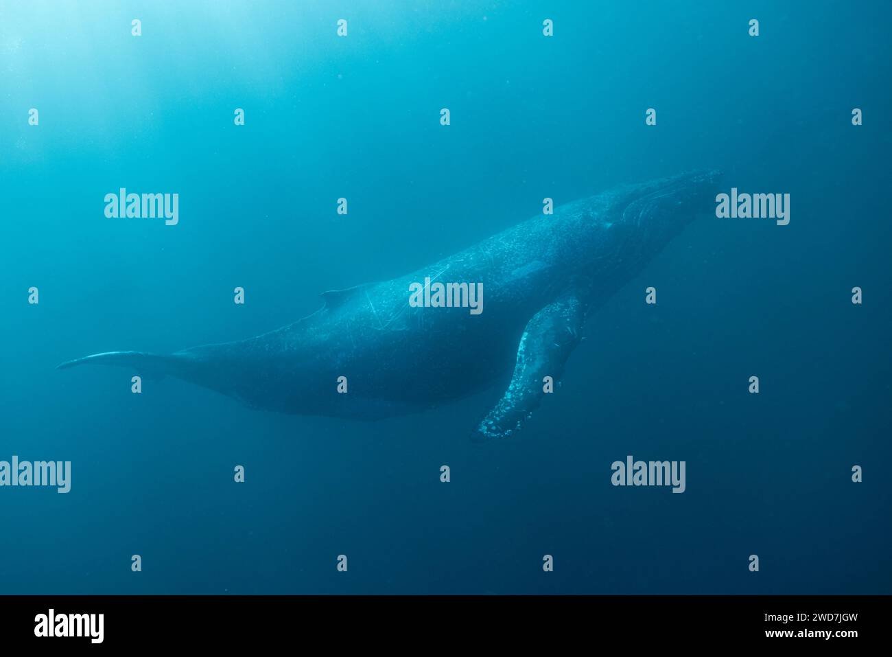 A humpback whale swims peacefully underwater Stock Photo - Alamy