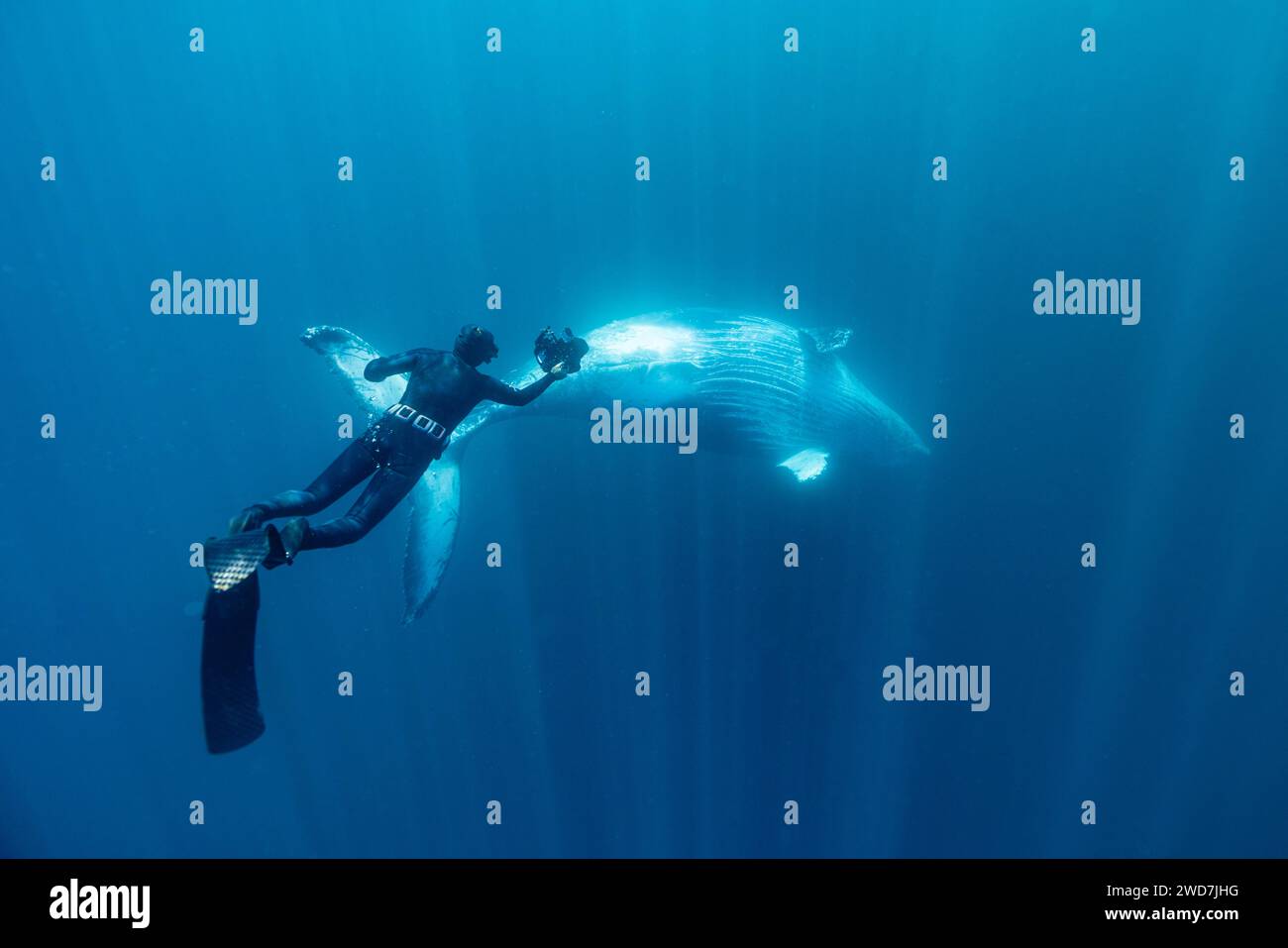underwater photographer shooting a whale Stock Photo - Alamy
