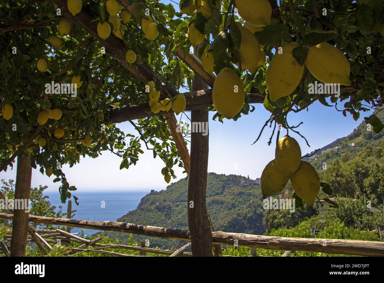 amalfi lemon trees in the paper mills valley Stock Photo - Alamy