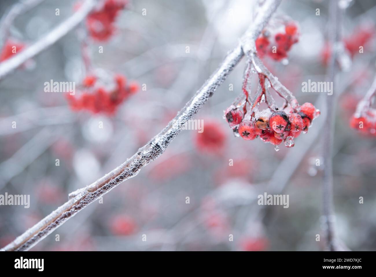 Red Berries Hanging From Tree Branch Stock Photo - Alamy
