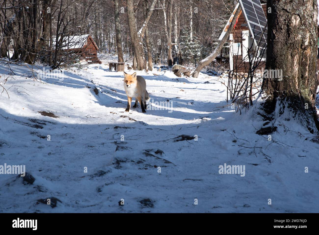 Forest ecosystem animals hi-res stock photography and images - Alamy