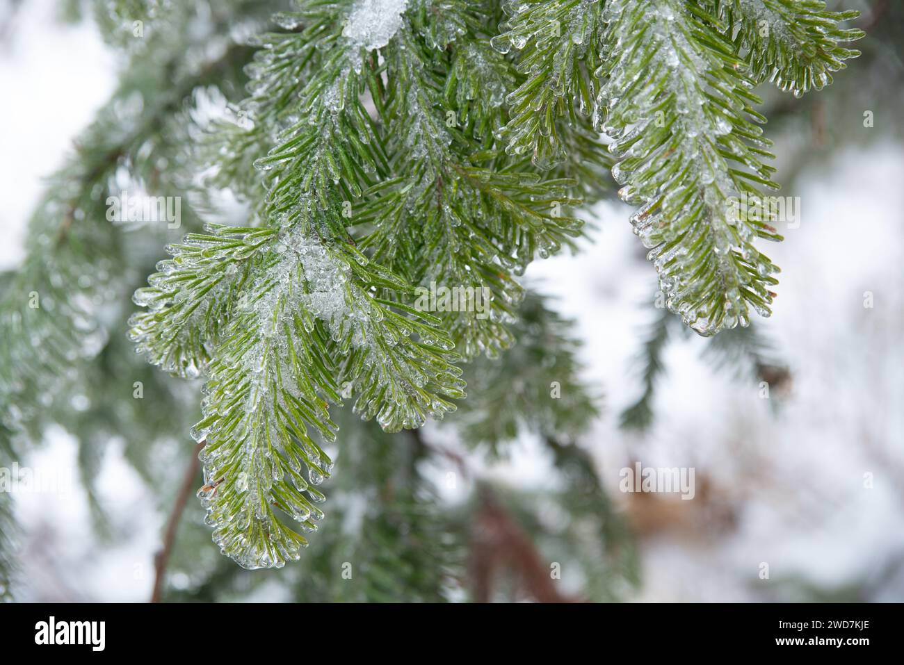Snowy pine tree branches close hi-res stock photography and images - Alamy