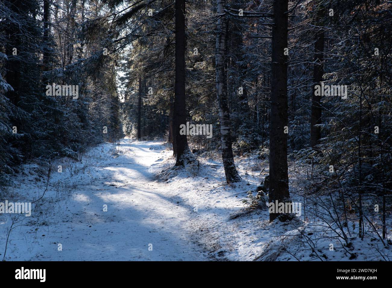 Dense thicket of trees hi-res stock photography and images - Alamy