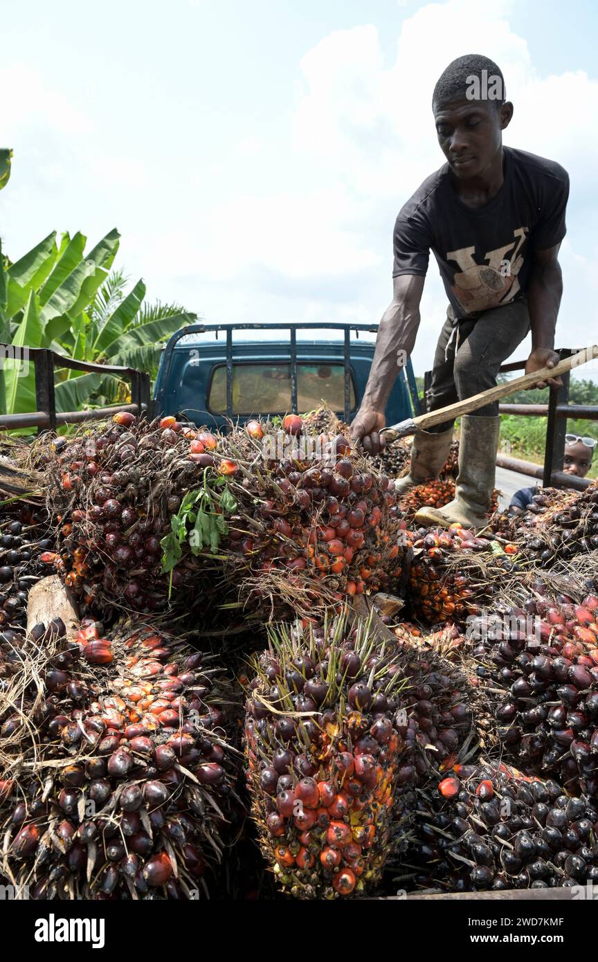 Oilpalm beans hi-res stock photography and images - Alamy