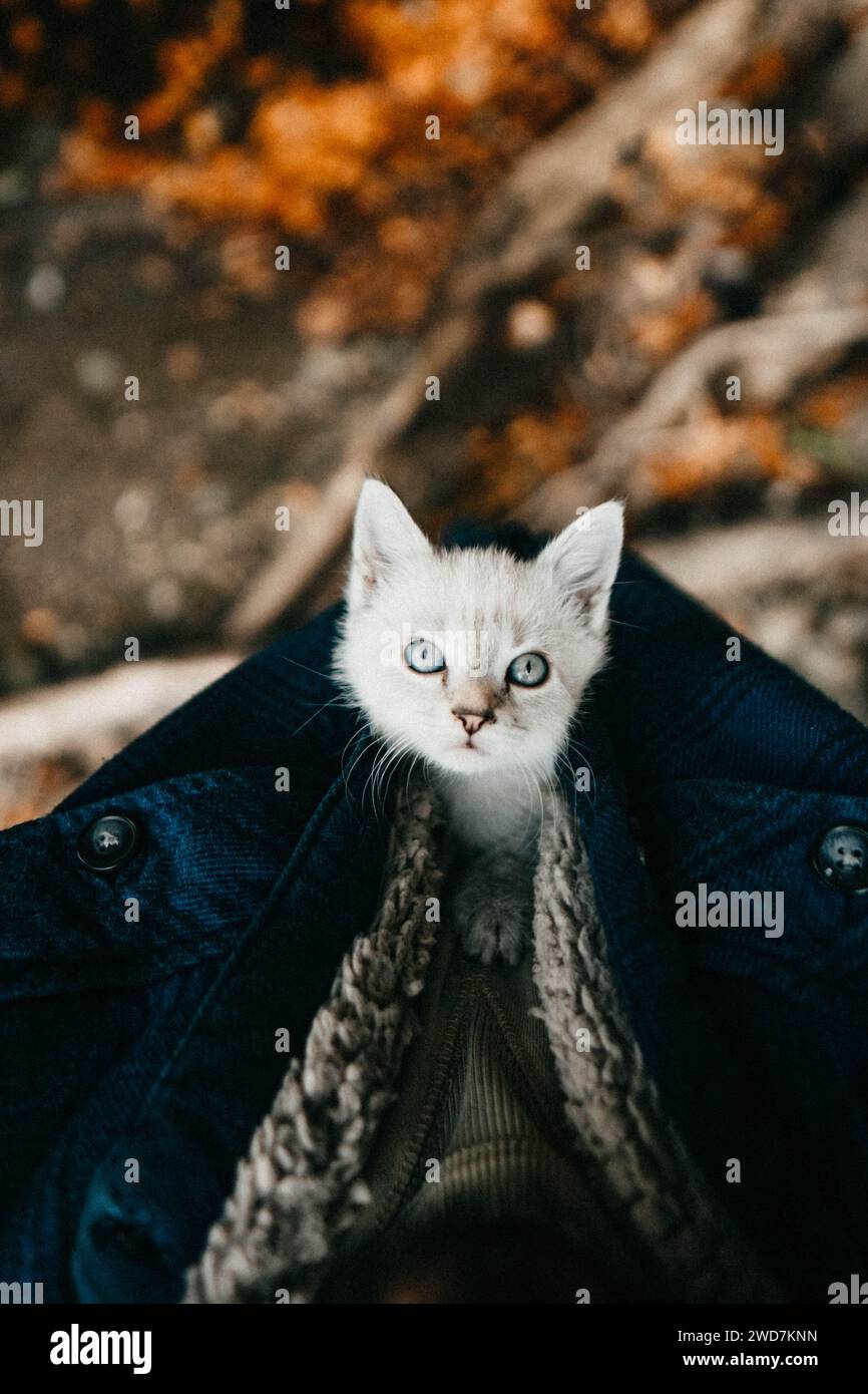 Person holding white kitten inside his jacket Stock Photo - Alamy