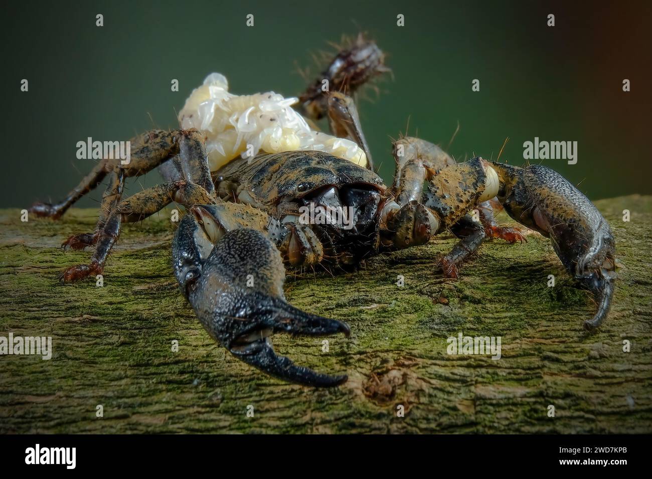 Asian forest scorpion (Heterometrus spinifer Stock Photo - Alamy