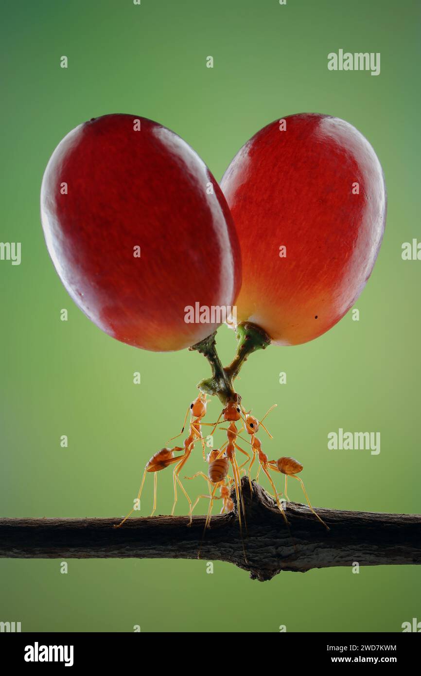Ants teamwork hi-res stock photography and images - Alamy