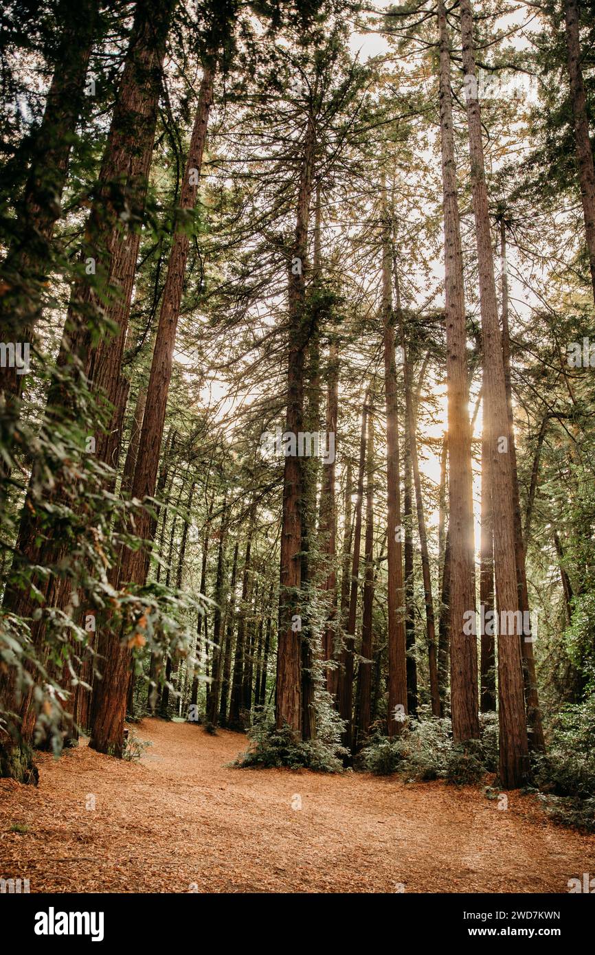 Beautiful Redwood Tree