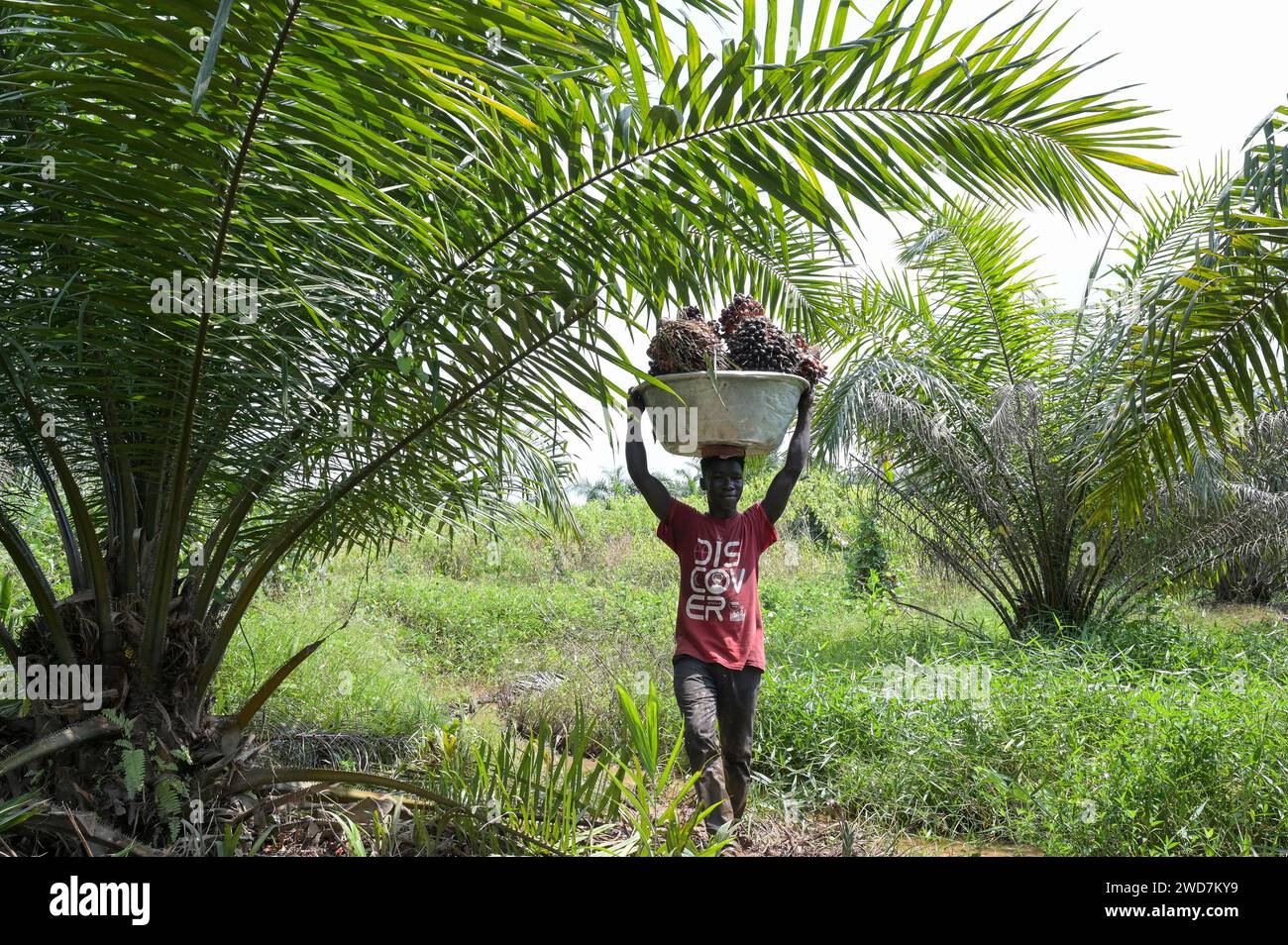 GHANA, Nkawkaw, palm oil cultivation and harvest / GHANA, Ölpalm Anbau ...