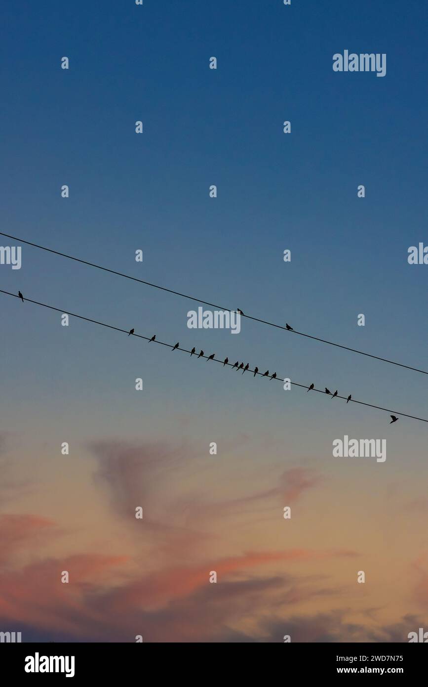 Wire springs hi-res stock photography and images - Alamy