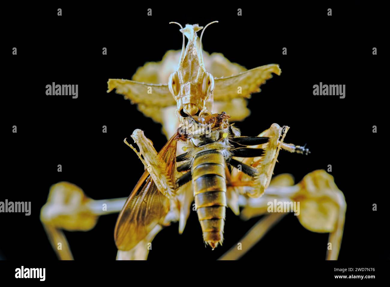 Green praying mantis black fly hi-res stock photography and images - Alamy
