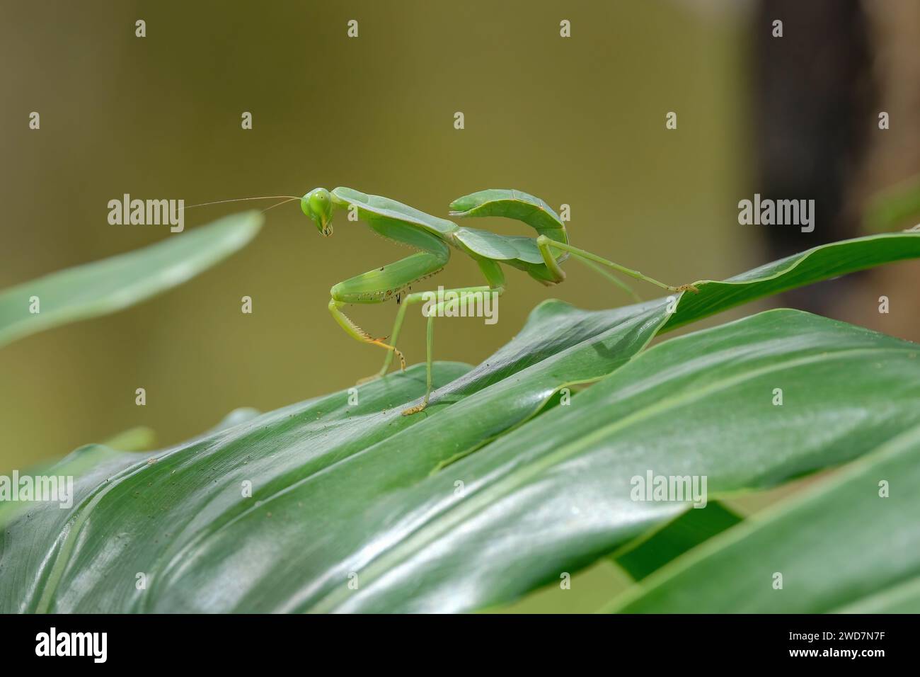 Desert mantis hi-res stock photography and images - Alamy