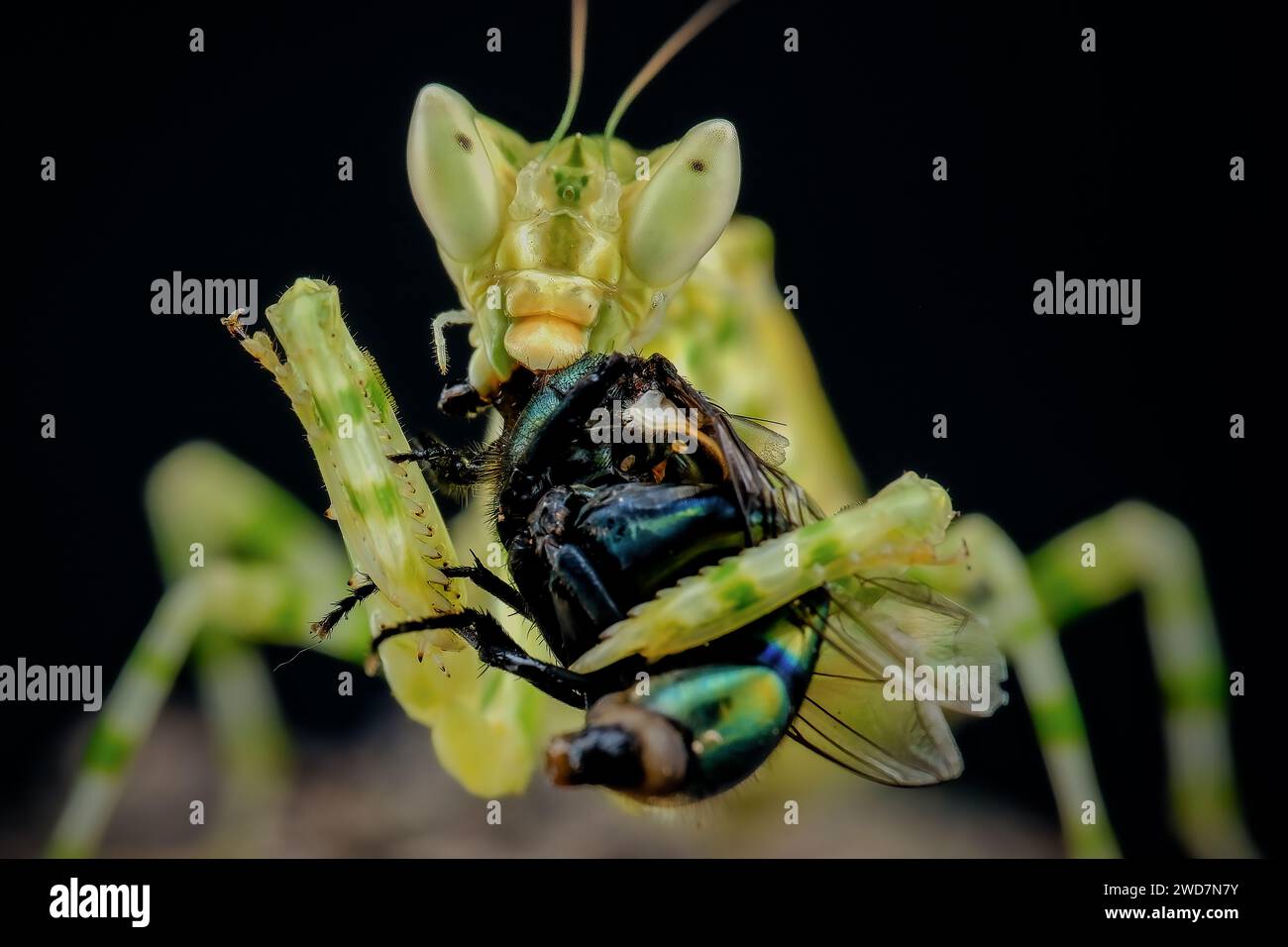Mantis army with prey on black background Stock Photo - Alamy