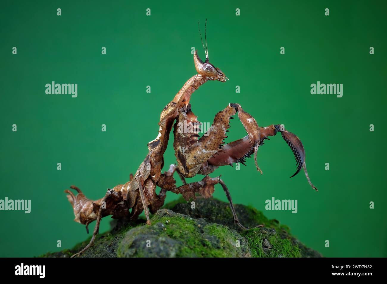 Mantis photography hi-res stock photography and images - Alamy